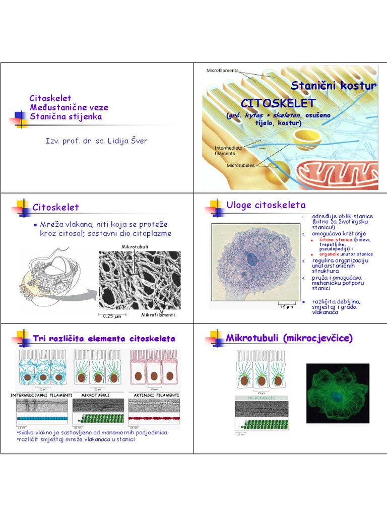 Citoskelet. Stanicna Stijenka-Web 2016-17 | PDF