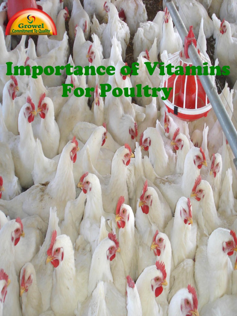 Vitamins Deficiencies in Poultry Causes | PDF | Vitamin | Birds