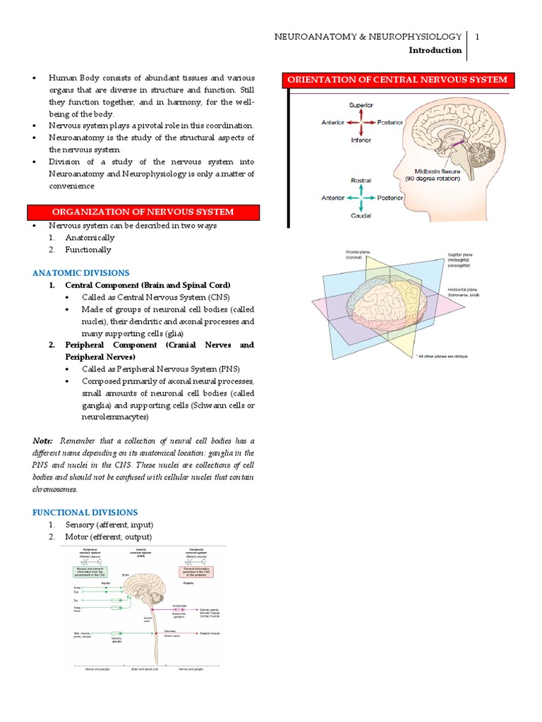 Orientation of Central Nervous System: Neuroanatomy & Neurophysiology 1 ...