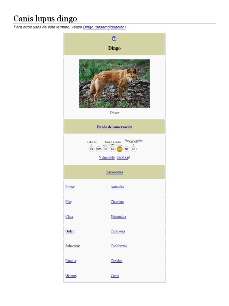 Canis Lupus Dingo | PDF | Caninos | Subespecie De Canis Lupus