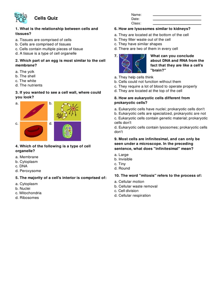 Cellular Life and Genetics - Cells | PDF | Eukaryotes | Cell (Biology)