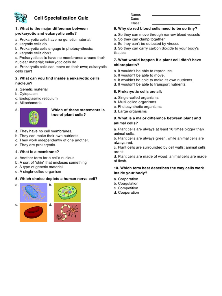 Cell Specialization | PDF | Eukaryotes | Cell (Biology)