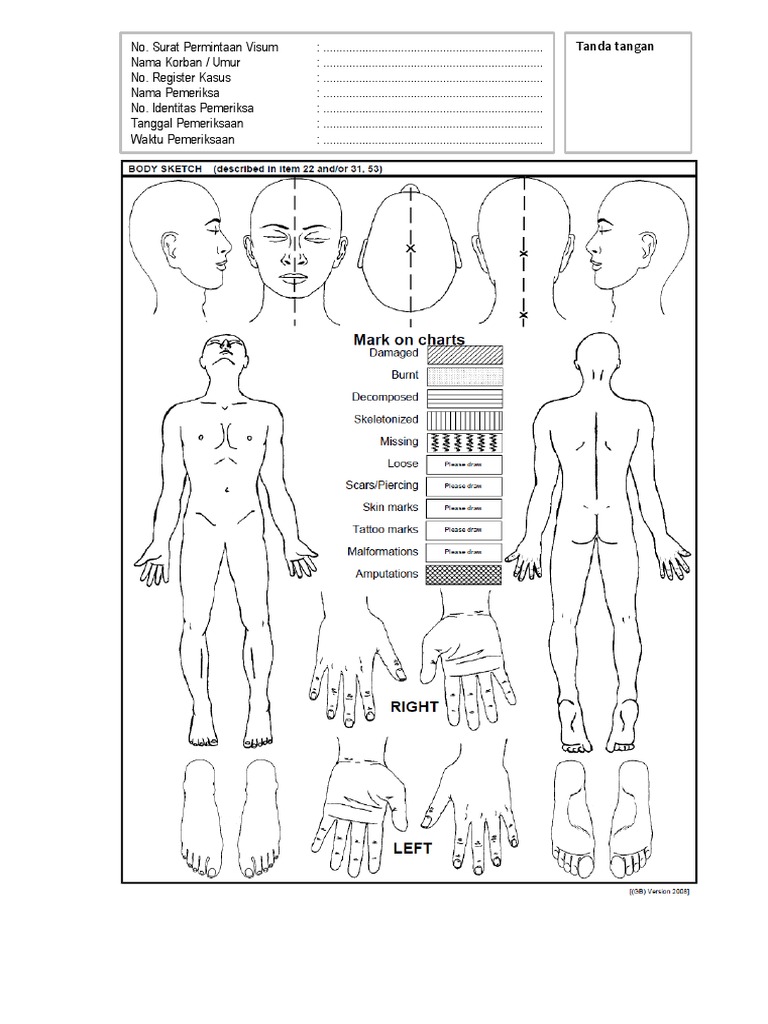 Body Chart | PDF