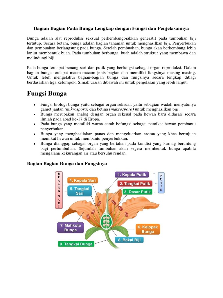 Bagian Bagian Pada Bunga Lengkap Dengan Fungsi Dan Penjelasannya | PDF ...