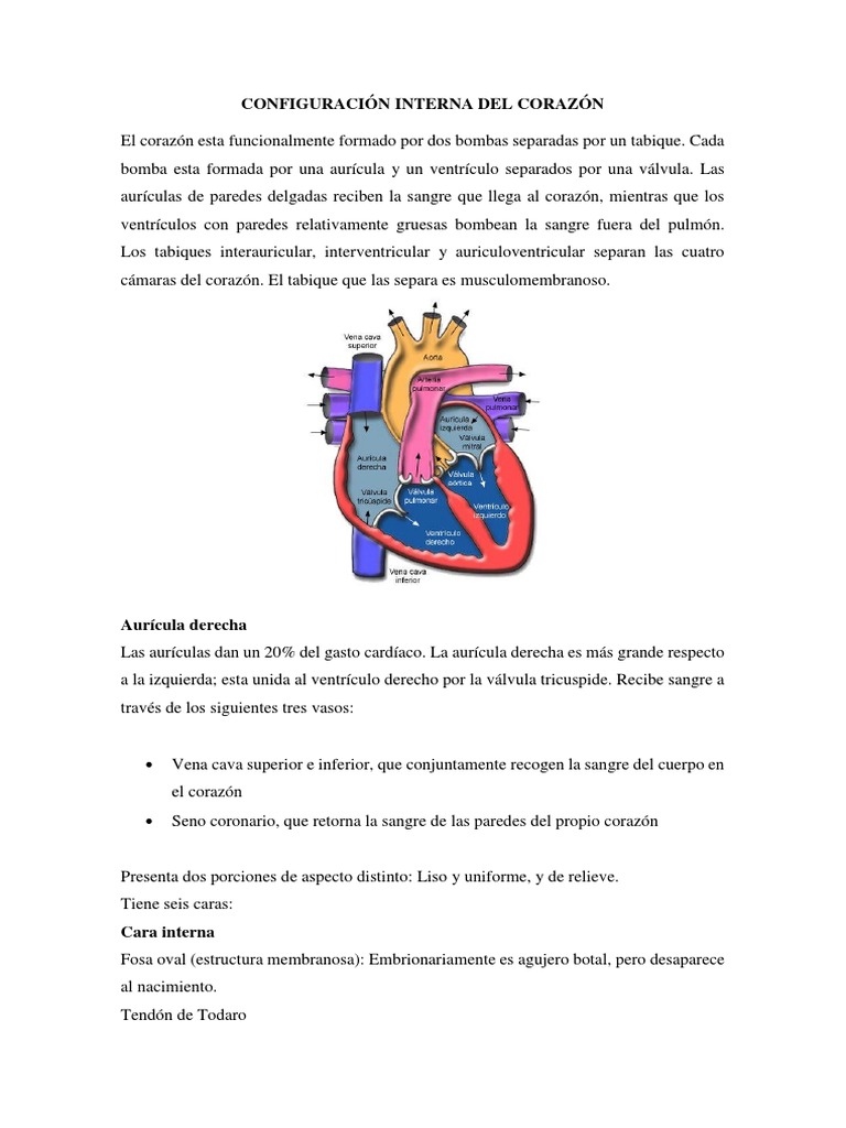 Configuración Interna Del Corazón | PDF | Ventrículo (corazón) | Corazón