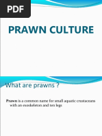Digestive System of Prawn | PDF | Digestion | Stomach