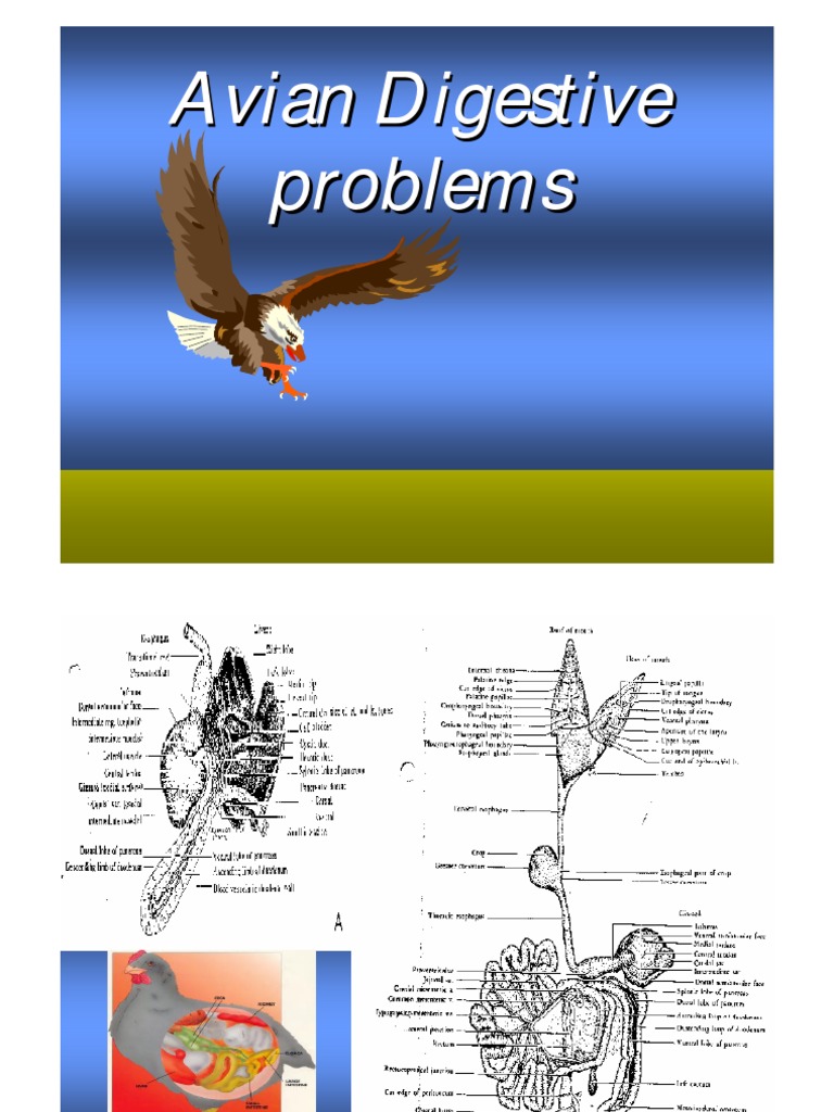 Avian Digestive Problems | PDF | Serotype | Salmonella