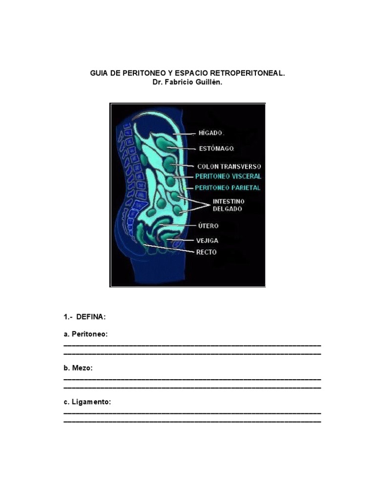 Guía de Peritoneo y Retroperitoneo | PDF | Abdomen | Anatomia animal