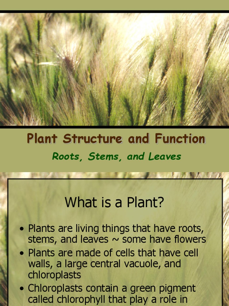 Plant Structure and Function: Roots, Stems, and Leaves | PDF | Plants ...