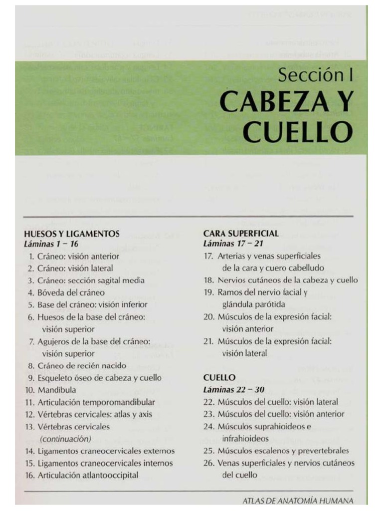 Netter, Sección Cabeza y Cuello | PDF