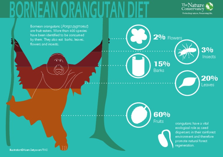 Orangutan Diet | PDF