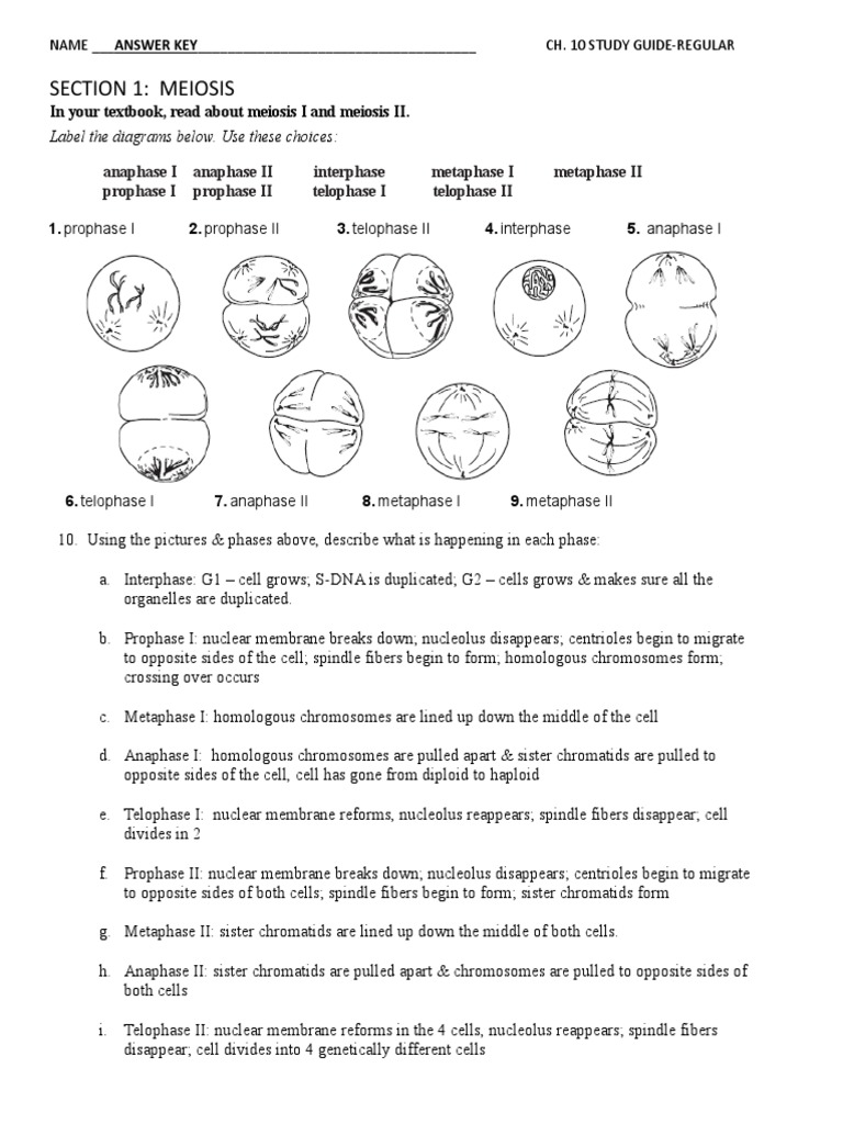 Meiosis and Mendelian Genetics Study Guide | PDF | Meiosis | Genetics