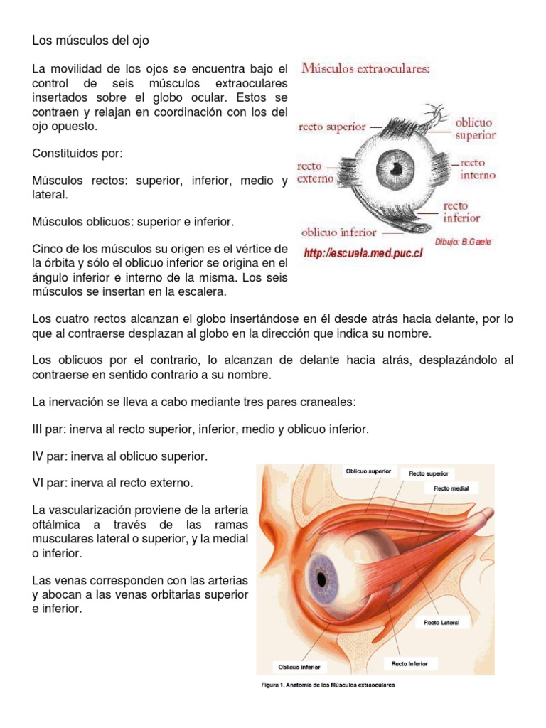 Recto Superior Del Ojo