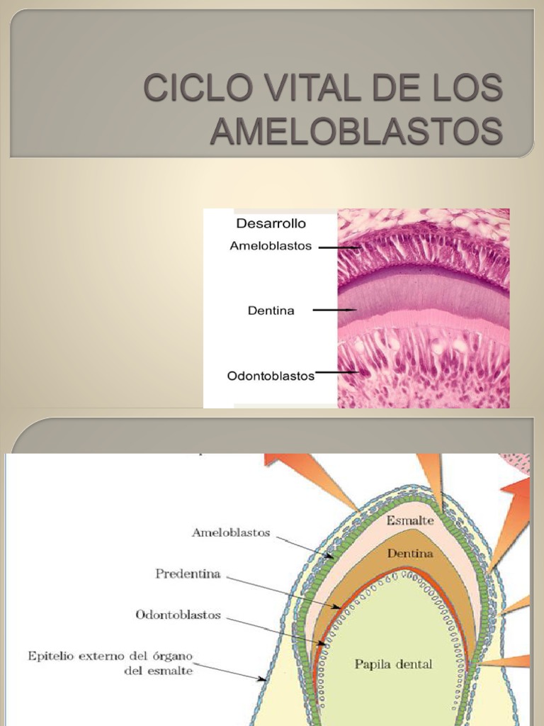 Ciclo Vital y Función de Ameloblastos | PDF | Citoplasma | Esmalte de ...