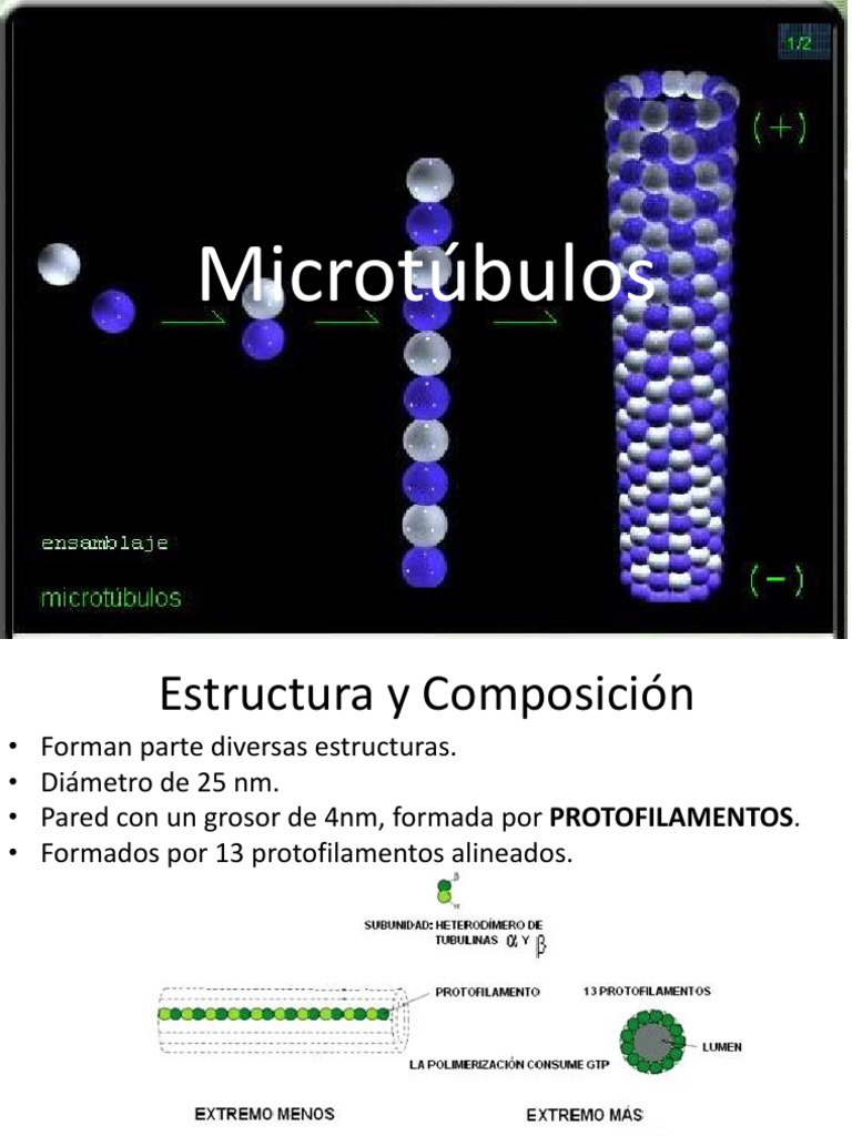 Microtúbulos: Estructura, Función y Proteínas Asociadas | PDF ...