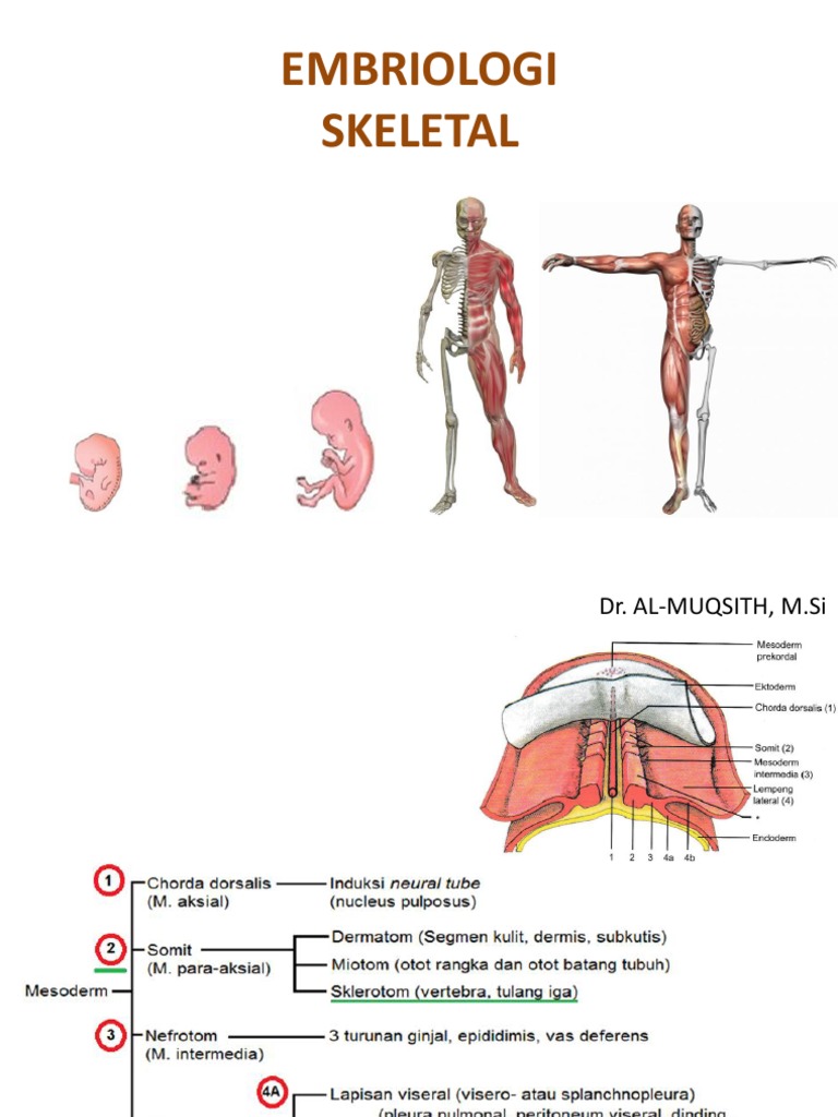 Embriologi Skeletal | PDF