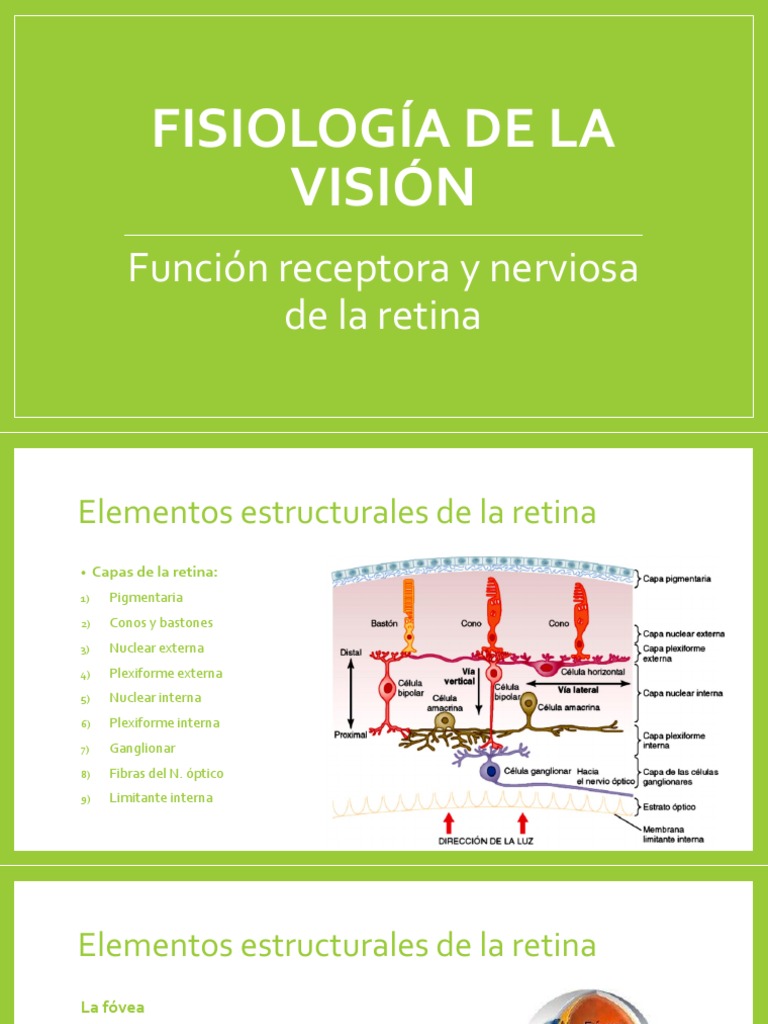 Fisiología de la Visión y Fototransducción | PDF | Percepción visual ...