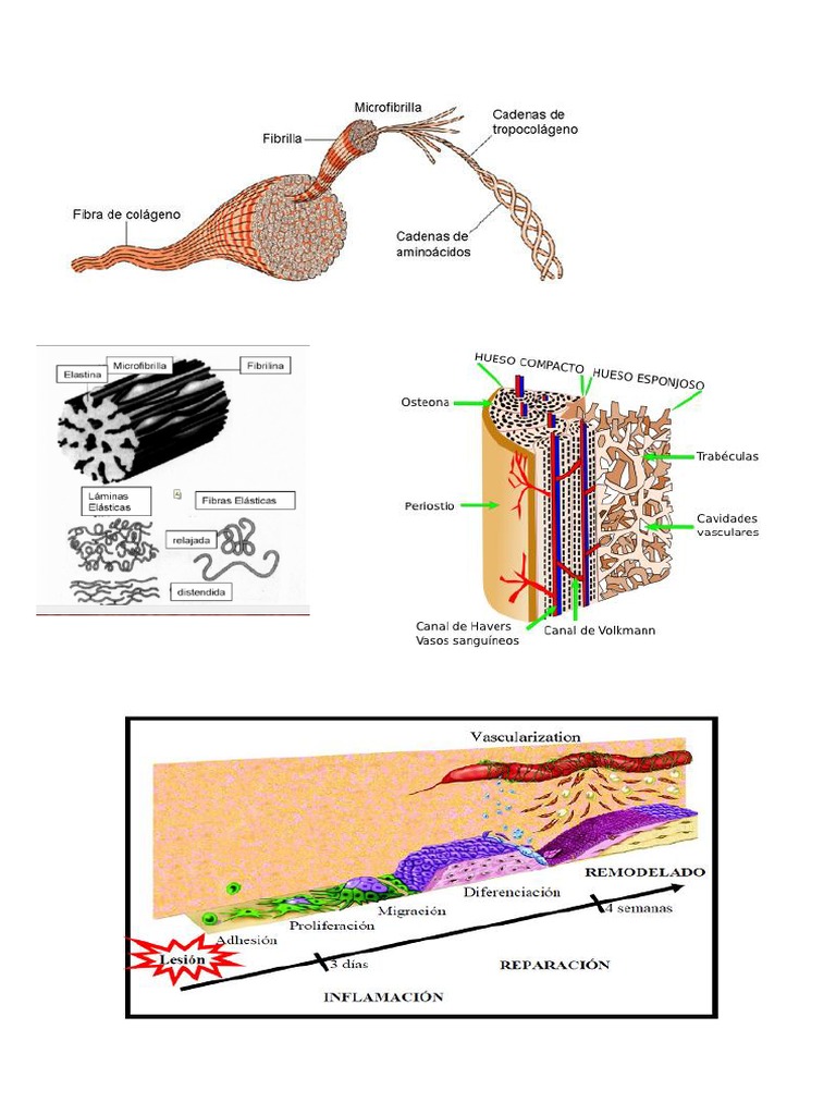 Pre y Post Test Anatomia | PDF