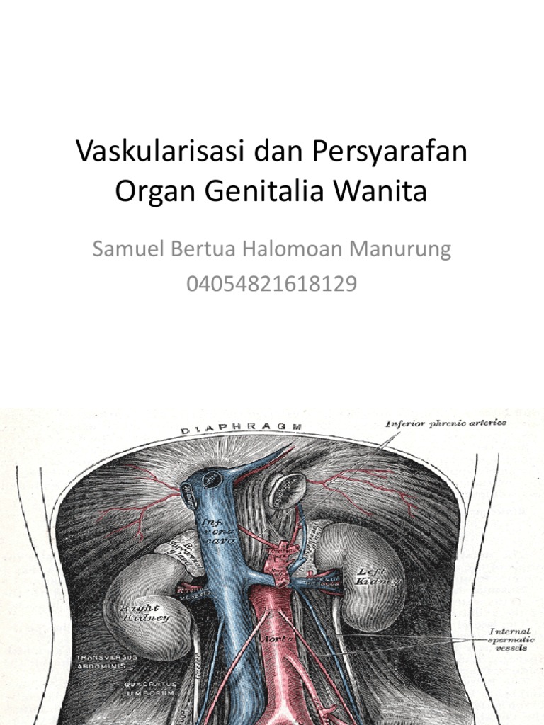 Vaskularisasi Dan Persyarafan Organ Genitalia Wanita - Samuel Manurung ...