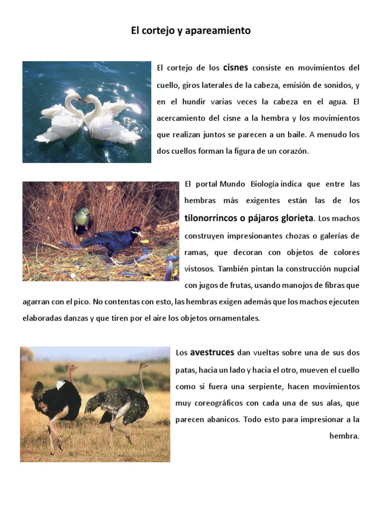 El Cortejo y Apareamiento de Animales | Aves | Tetrápodos