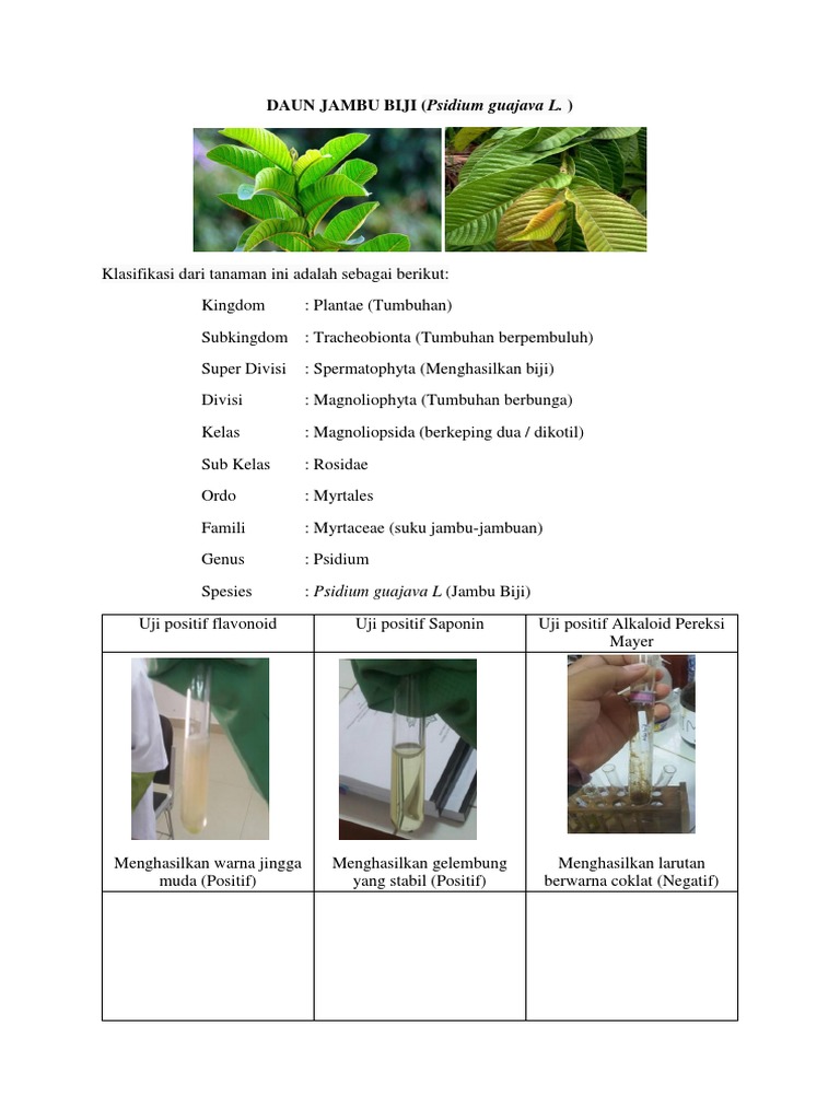 Daun Jambu Biji | PDF