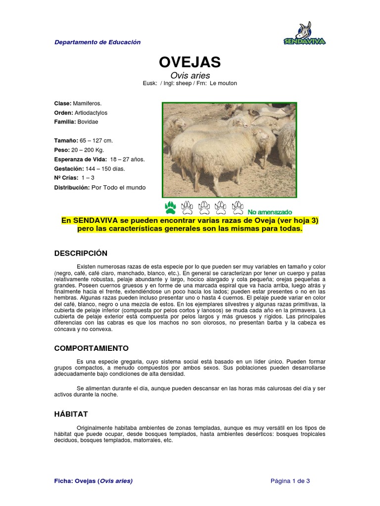Ficha OVEJAS - Ovis Aries | PDF | Oveja | Leche