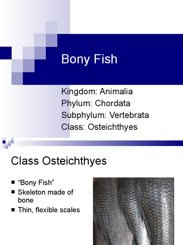 Overview of Osteichthyes Classification | PDF | Fish | Gill