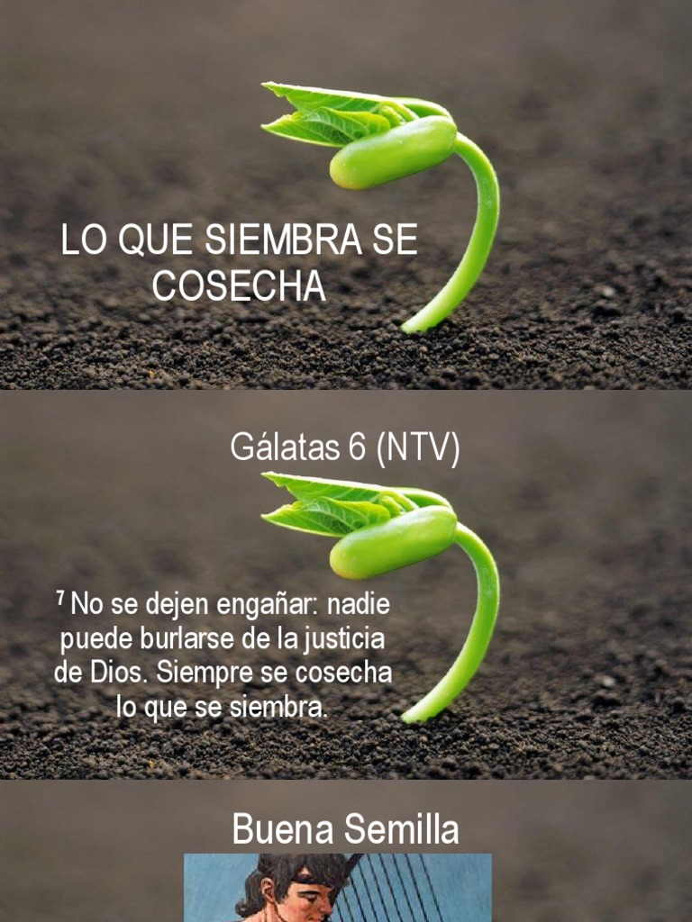 Lo Que Siembra Se Cosecha | PDF | David | Biblia