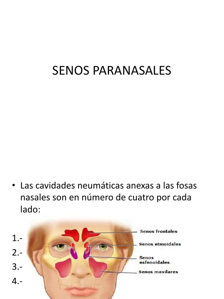 Senos Paranasales | PDF | Sistema esquelético | Anatomía