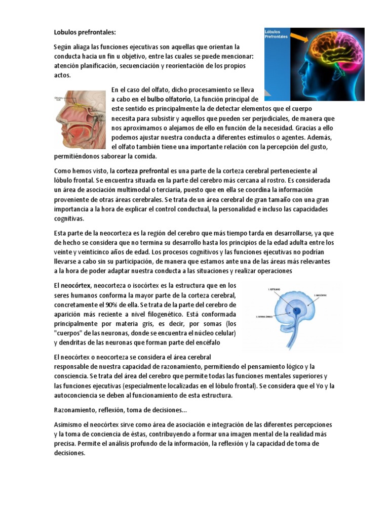Lobulos Prefrontales | PDF | Neocortex | Cerebro