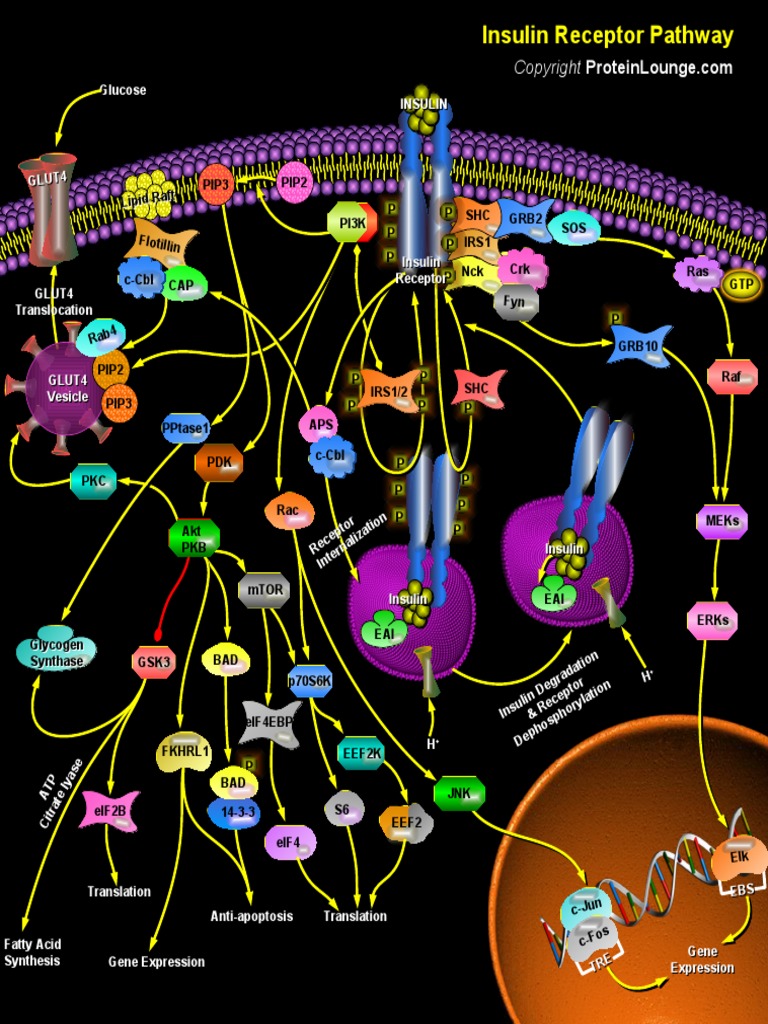Insulin Receptor Pathway | PDF | Insulin | Neurochemistry