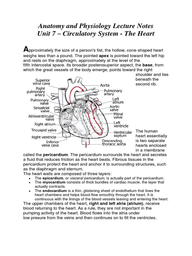 Anatomy and Physiology Lecture Notes | PDF | Heart Valve | Heart