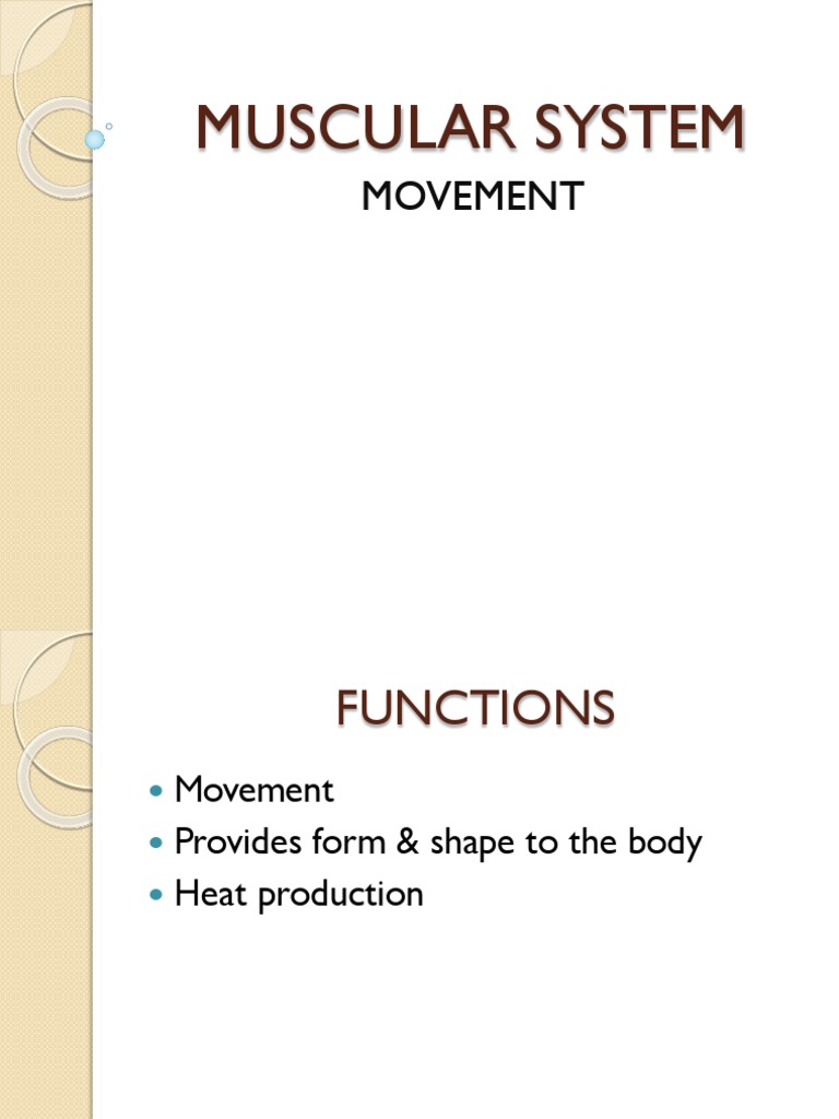 Muscular System | PDF | Muscle Contraction | Muscle