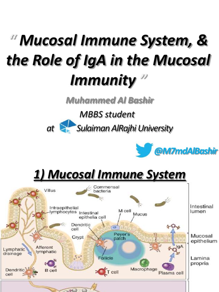 IgA and Mucosal Immune System Insights | PDF
