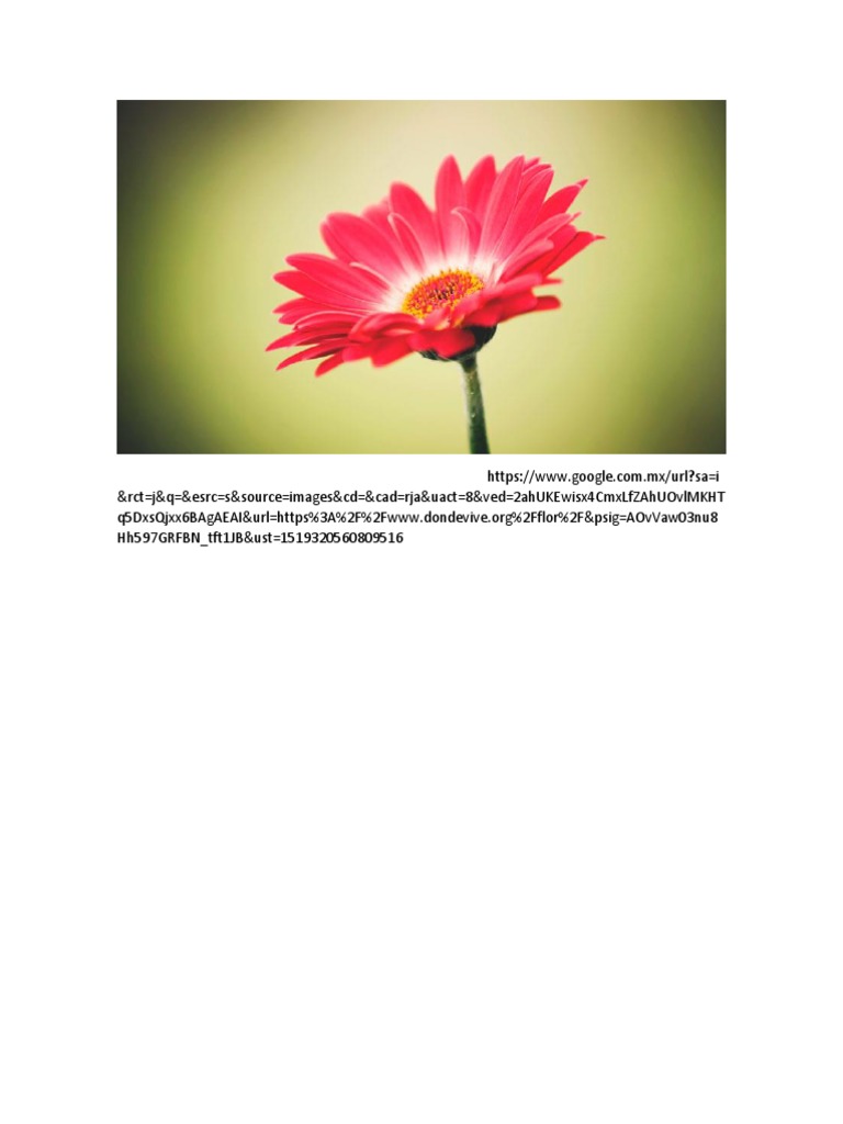 Flor Pdf