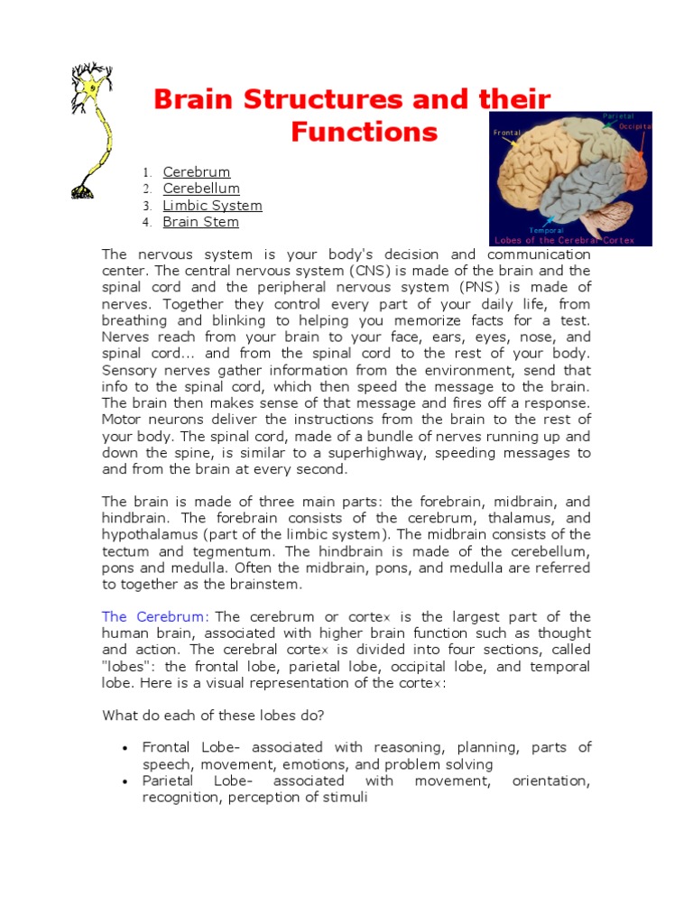 Brain Structures and Their Functions | PDF | Cerebrum | Brainstem