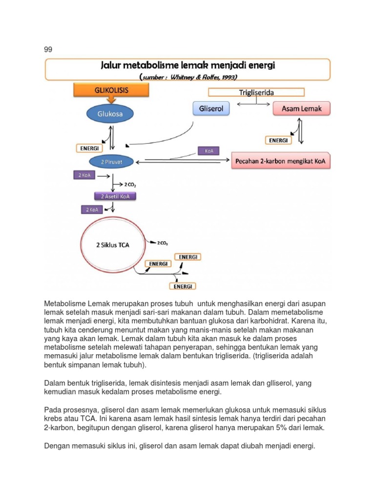 Metabolisme Lemak | PDF