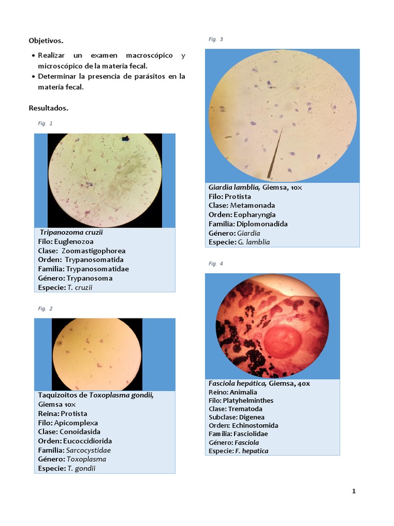 Informe Copro | Malaria | Organismos | Prueba gratuita de 30 días | Scribd