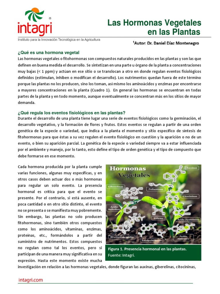 Las Hormonas Vegetales en Las Plantas | PDF | Auxina | Hormona Vegetal