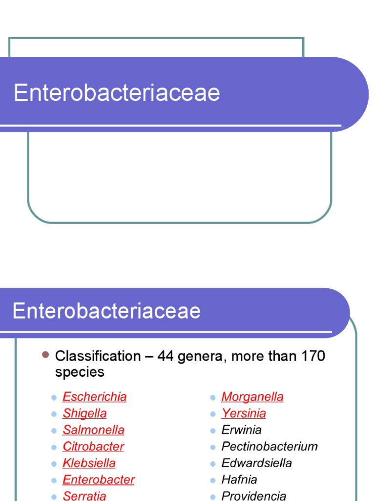 Me Enterobacteriaceae | PDF | Salmonella | Escherichia Coli
