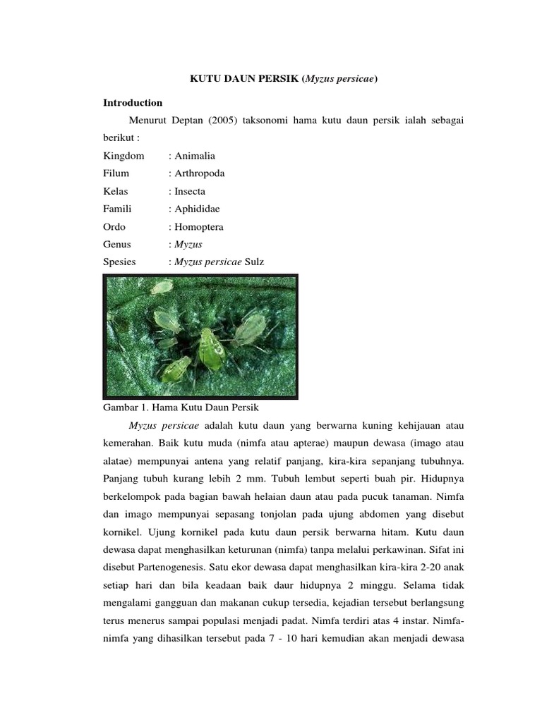 Kutu Daun Persik | PDF