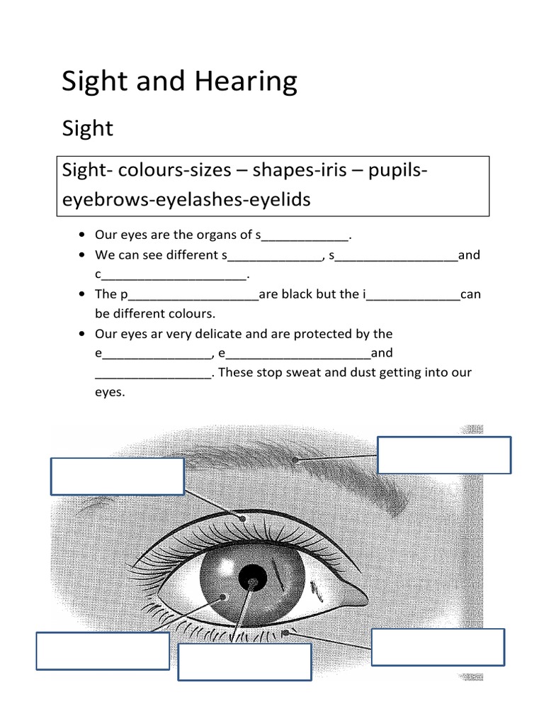 Sight and Hearing | PDF