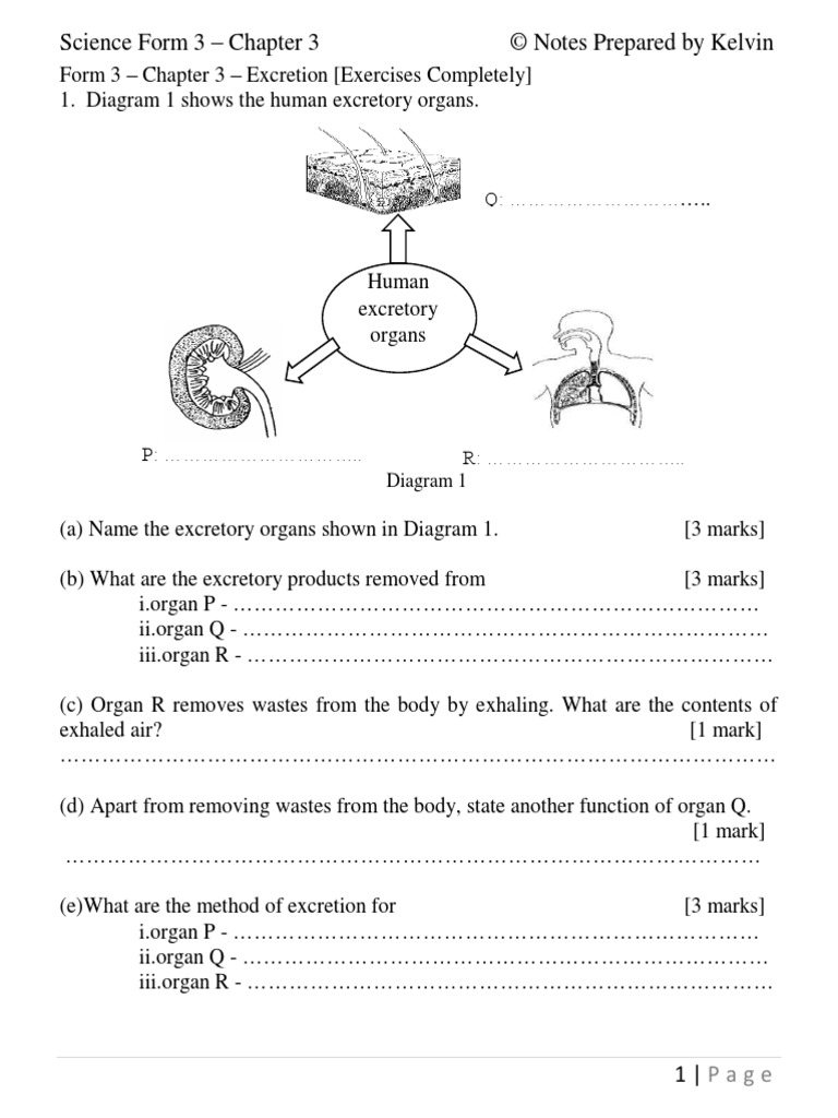 Science-Form 3-Chapter 3 Excretion by Kelvin | PDF | Excretion ... Science-Form 3-Chapter 3 Excretion by Kelvin | PDF | Excretion ...