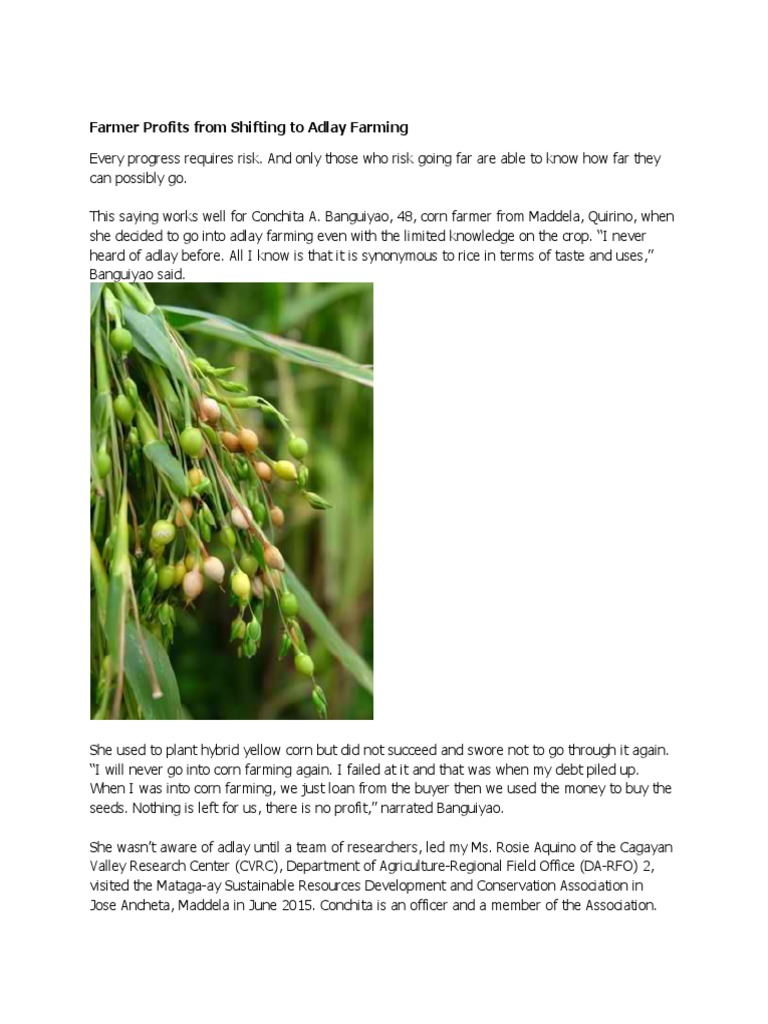 Profitable Adlay Farming Success Story | PDF | Maize | Farmer