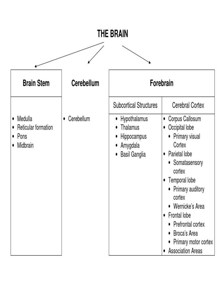 The Brain: Brain Stem Cerebellum Forebrain | PDF | Cerebral Cortex ...