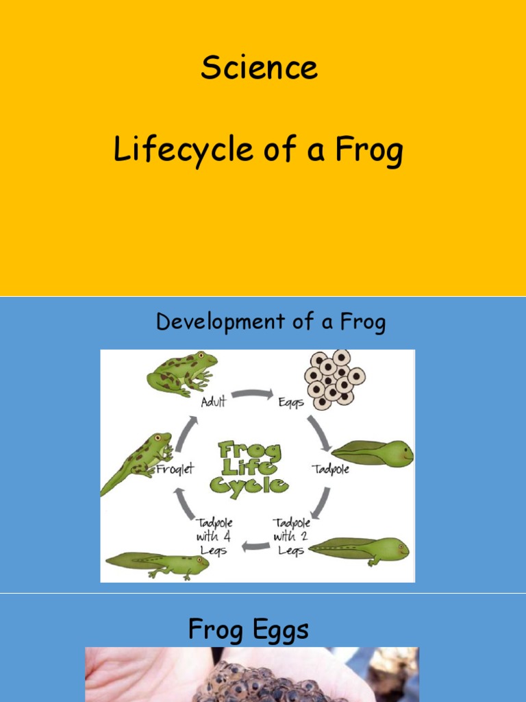Lifecycle of A Frog | PDF