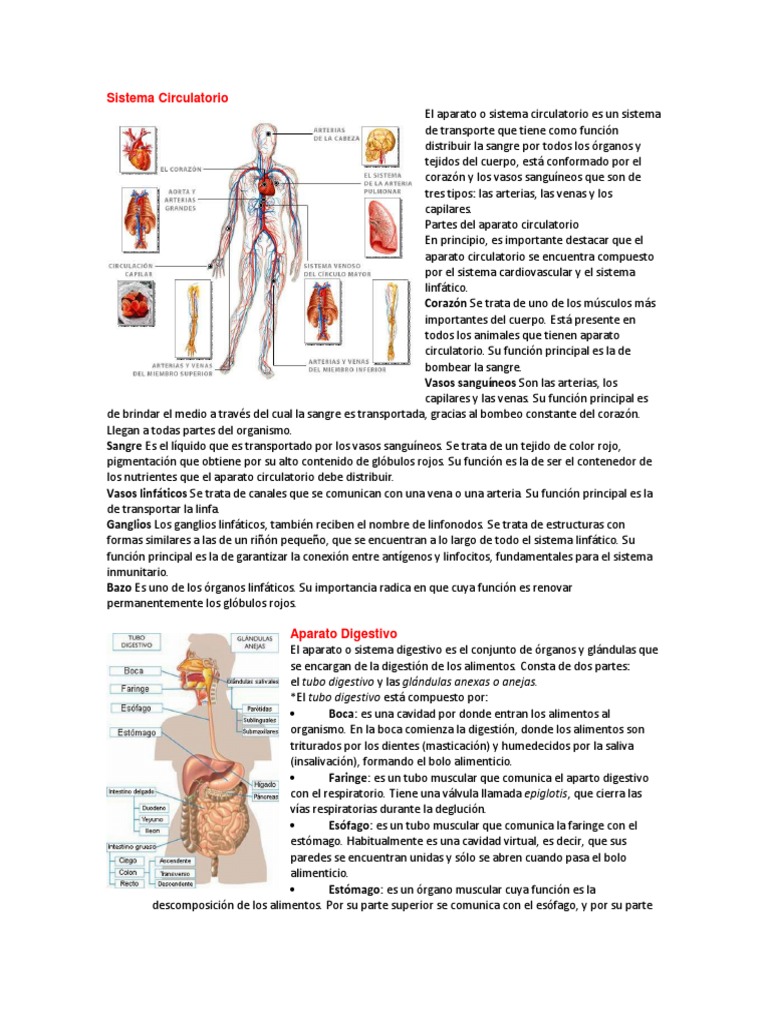 Sistemas Del Cuerpo | PDF | Sistema linfático | Pulmón