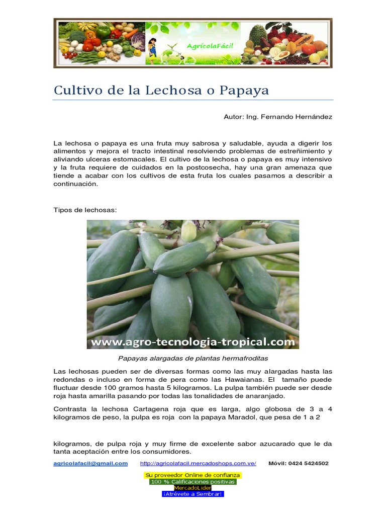 Cultivo y cuidados de la lechosa | PDF | Fertilizante | Riego