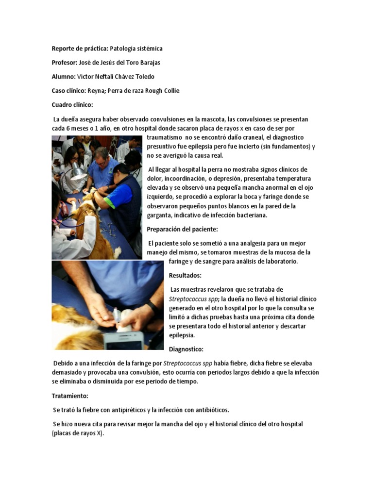 Convulsiones en perro por infección faringea | PDF | Epilepsia | Perros