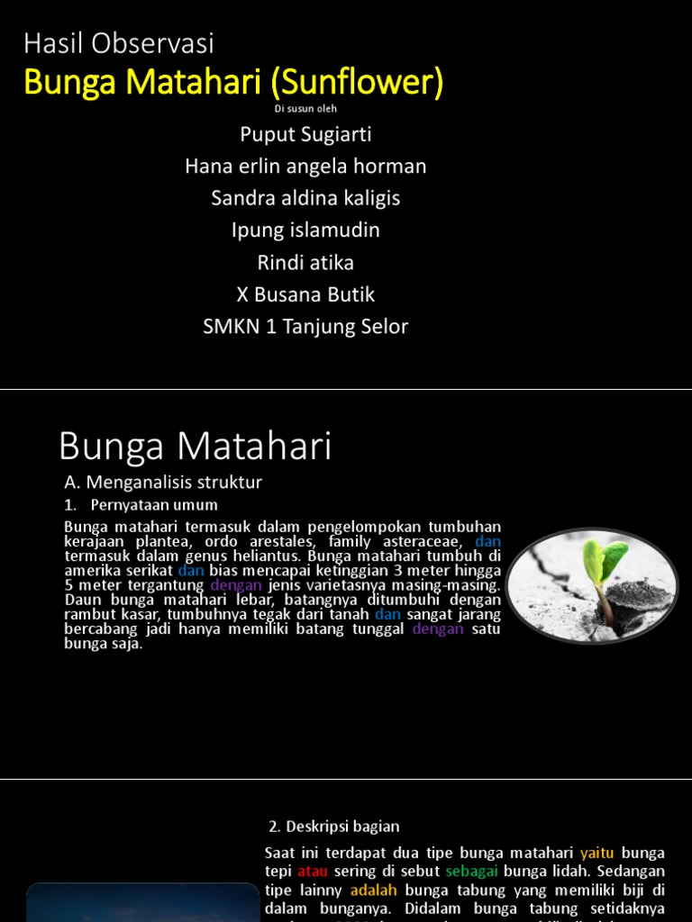 Bunga Matahari | PDF | Sains & Matematika